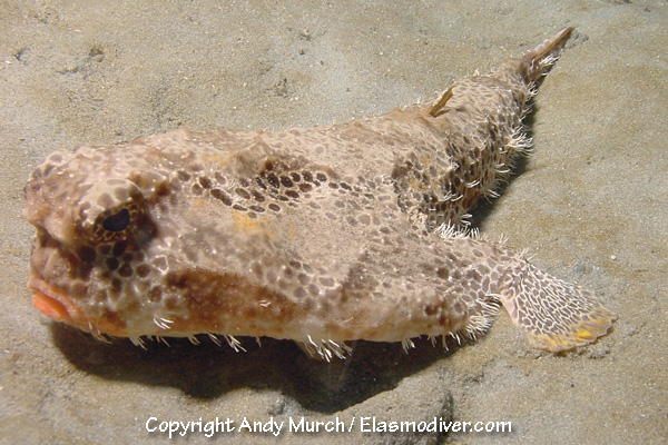 Polkadot Batfish Pictures - images of Ogcocephalus radiatus